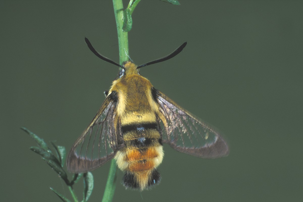 Hemaris tityus, Narrow-bordered Bee Hawk-moth